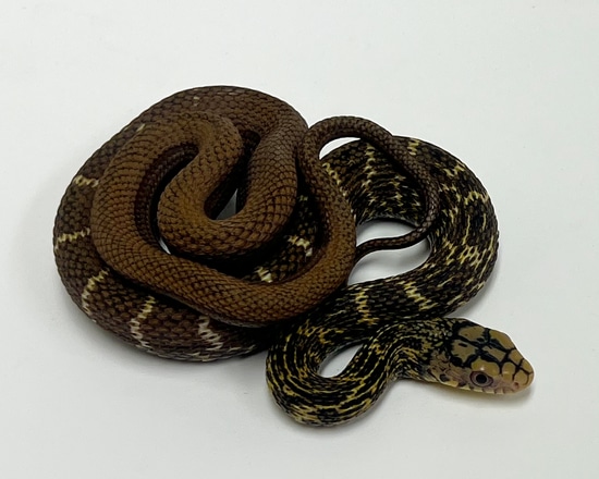 Normal Chinese King Other Rat Snake by The Gourmet Rodent