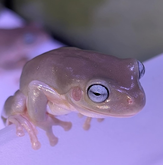 CB Blue Eyed Whites Tree Froglets (Honey Parents) White's Tree Frog by ...