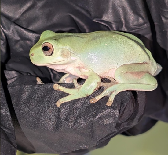 CB Whites Tree Froglets White's Tree Frog by The Habitarium