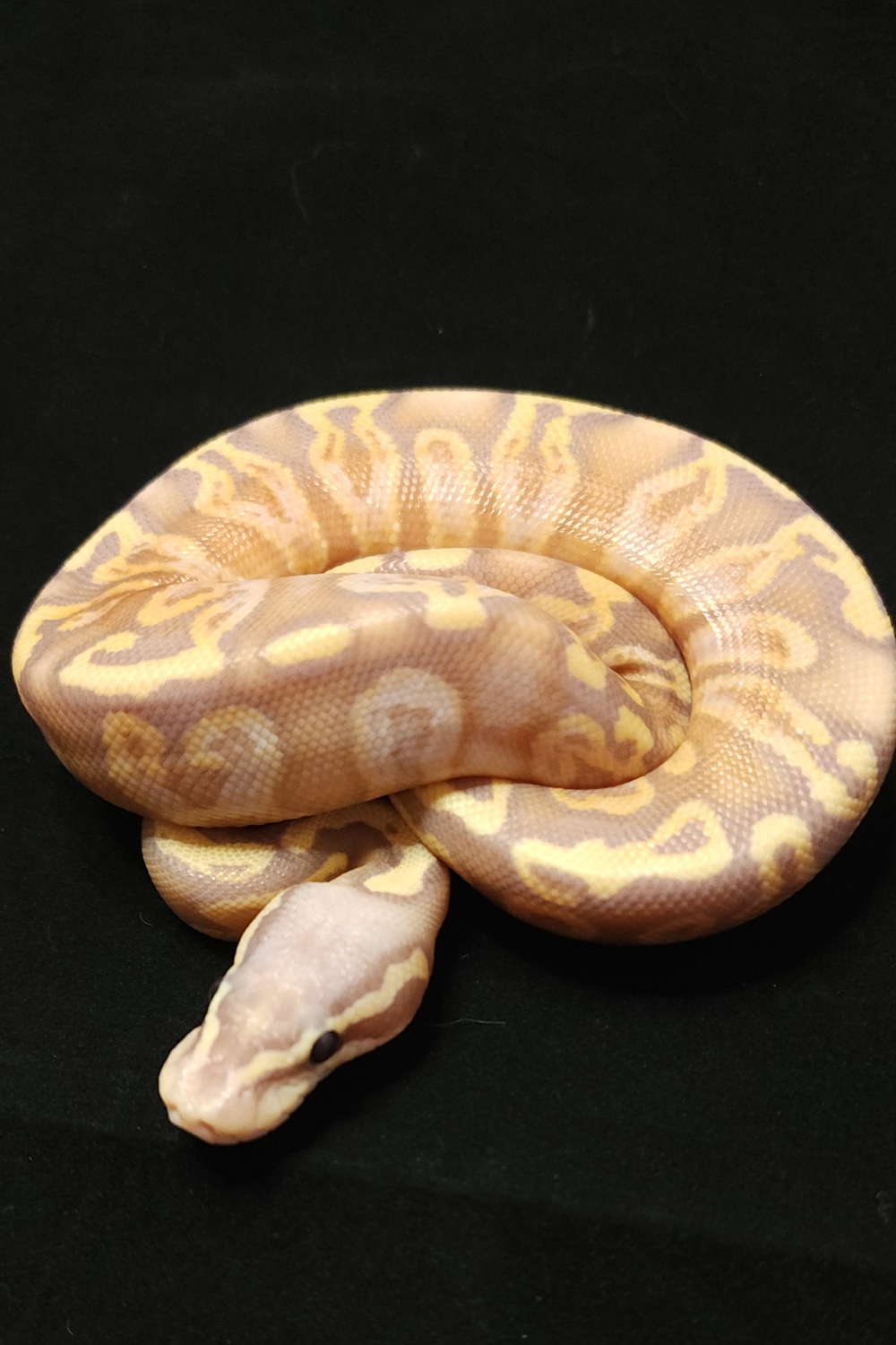 Banana GHI Super Pastel Ball Python by The Serpents Den - MorphMarket