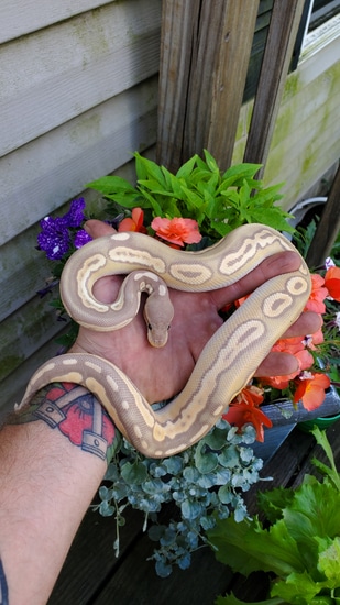 Mojave Cinnamon Coral Glow Ball Python by The House of Herps