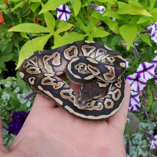 Mystic Cinnamon Het Puzzle Ball Python by The House of Herps