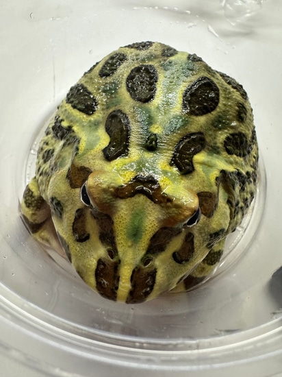 Samurai Mutant Pac-Man Frog Pacman Frog by The Inked Gecko LLC