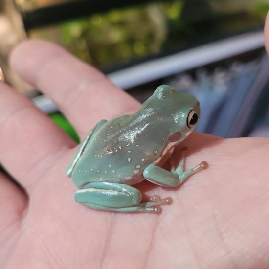 Canadian Bred Whites Tree Frogs White's Tree Frog by The Inspired Frog