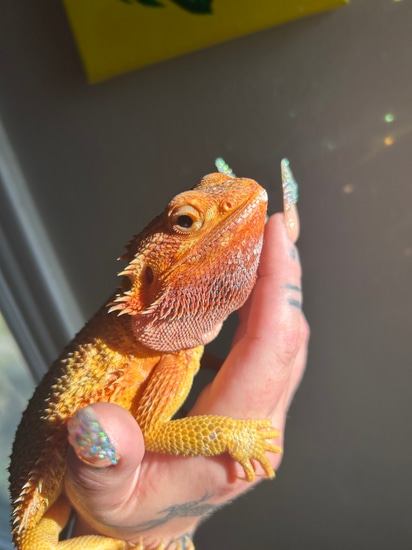 Hypo Translucent Red Citrus Central Bearded Dragon by Alayna’s Bearded ...
