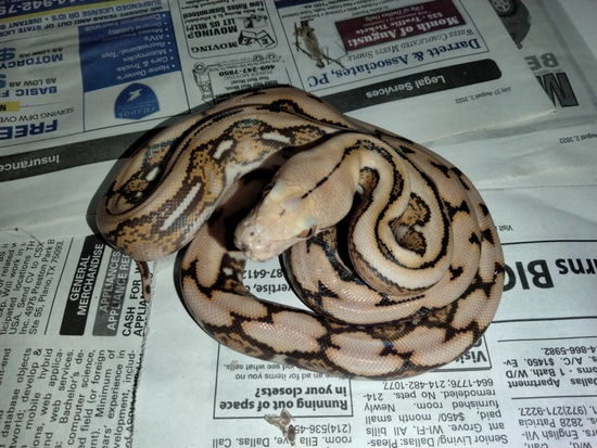 Mocha Tiger Reticulated Python by The Ivory Connection