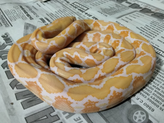 White Phase Reticulated Python by The Ivory Connection