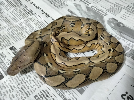 Platinum Het Purple Reticulated Python by The Ivory Connection