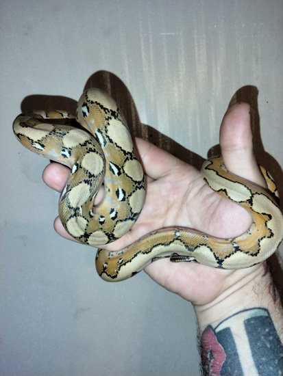 Platinum Het Purple Reticulated Python by The Ivory Connection