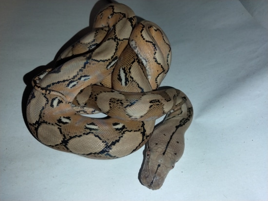 Platinum Het Purple Reticulated Python by The Ivory Connection