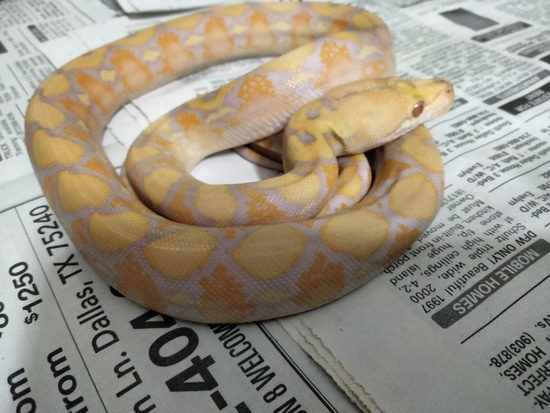 Lavender Albino Reticulated Python by The Ivory Connection