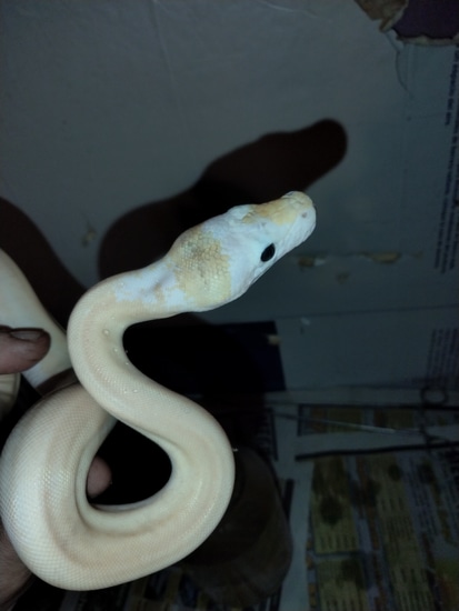 Ivory Reticulated Python by The Ivory Connection
