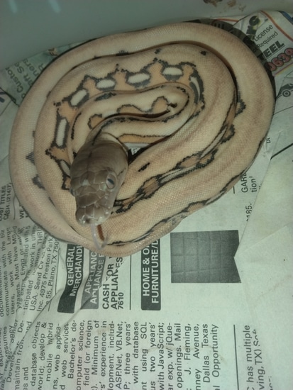 Platinum Tiger Het Purple Reticulated Python by The Ivory Connection