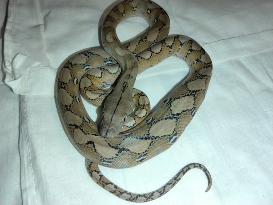 Platinum Het Purple Reticulated Python by The Ivory Connection