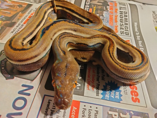 Genetic Stripe Reticulated Python by The Ivory Connection