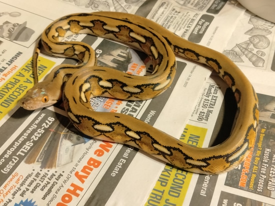 Sunfire Tiger Reticulated Python by The Ivory Connection