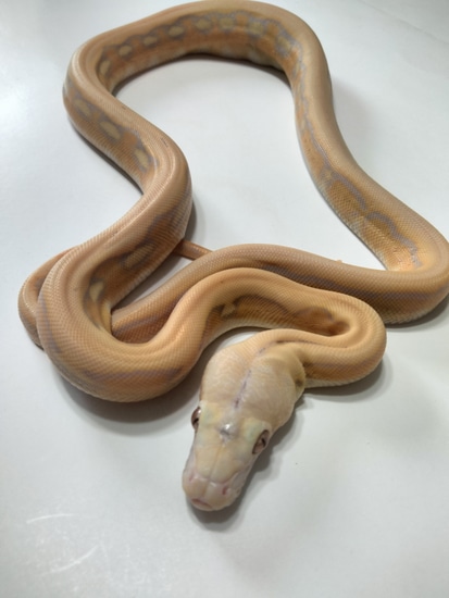 Purple Sunfire Tiger Reticulated Python by The Ivory Connection