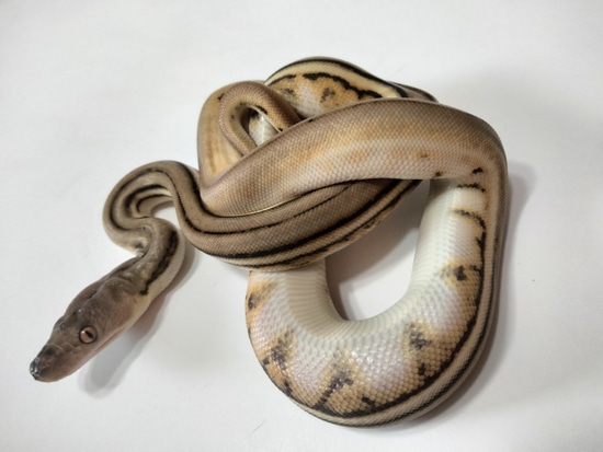 Super Tiger Reticulated Python by The Ivory Connection
