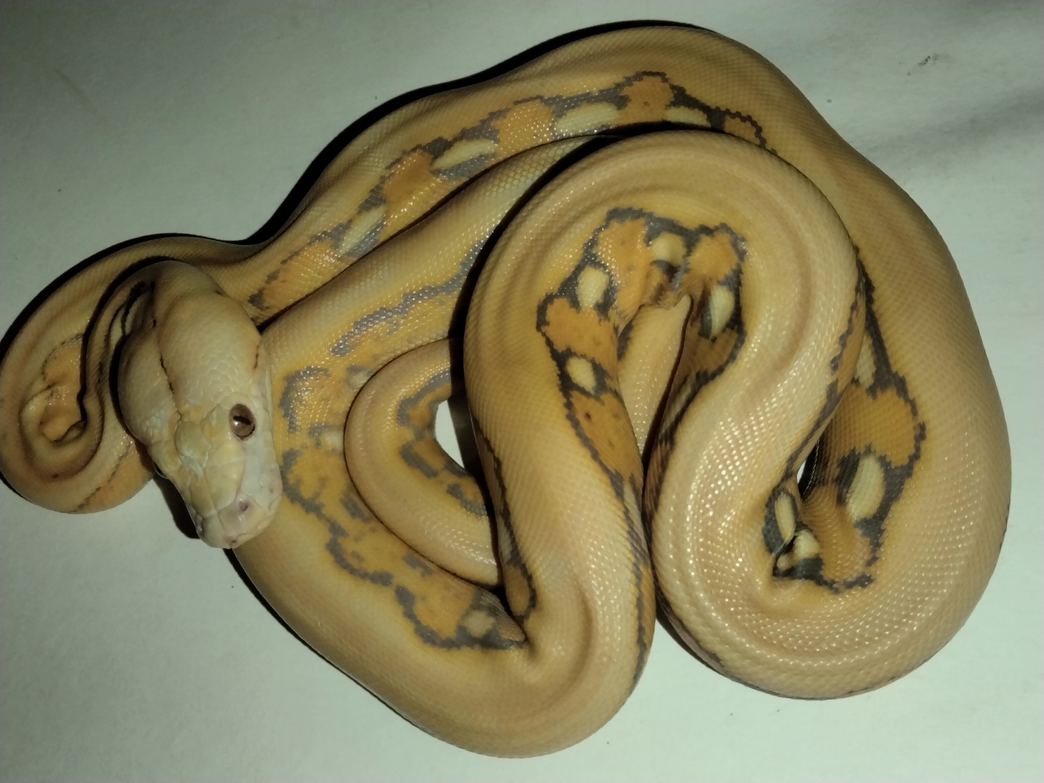 Orange Glow Tiger Female Reticulated Python by The Ivory Connection ...