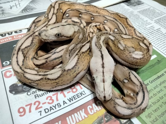 Mochino Motley Tiger Reticulated Python by The Ivory Connection