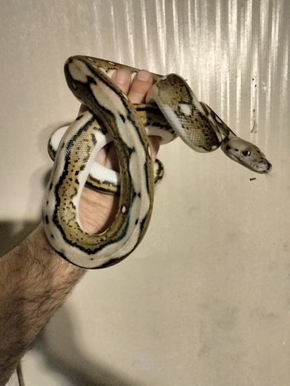 Motley Sunfire Tiger Het Purple Reticulated Python by The Ivory Connection