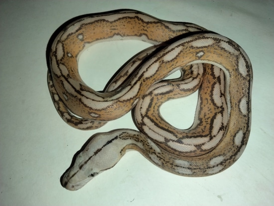 Mochino Motley Tiger Reticulated Python by The Ivory Connection