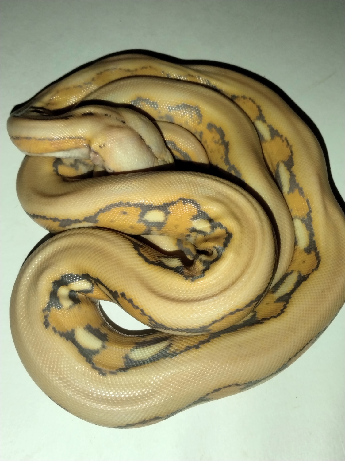Female Orange Glow Platinum Tiger Reticulated Python by The Ivory ...