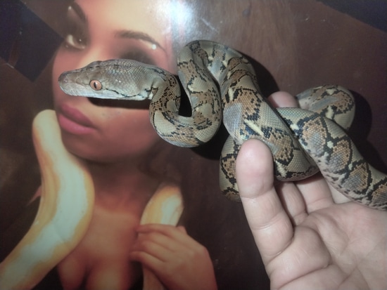 Normal Het Purple Reticulated Python by The Ivory Connection