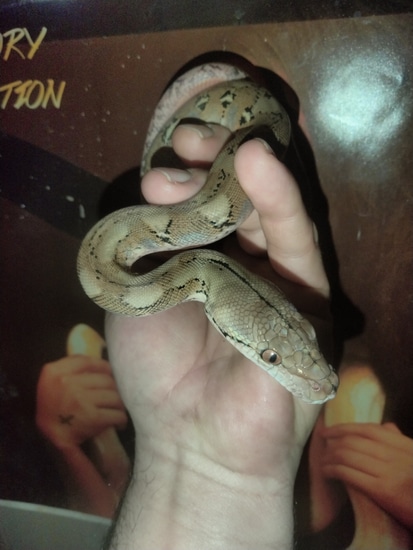 Platinum Het Purple Reticulated Python by The Ivory Connection