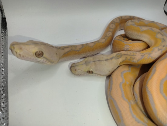 Lav Motley Reticulated Python by The Ivory Connection