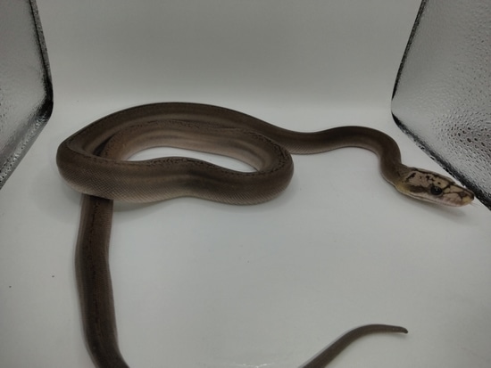 Mochino Motley Gc Reticulated Python by The Ivory Connection