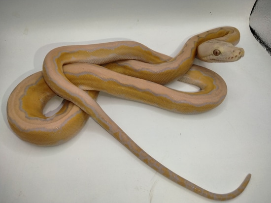 Lavander Motley Platinum Reticulated Python by The Ivory Connection