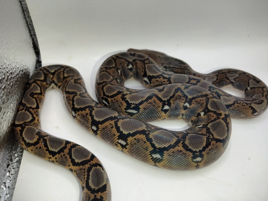 Normal Reticulated Python by The Ivory Connection