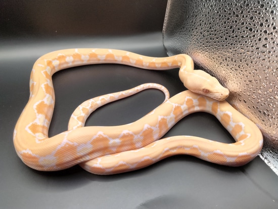 White Phase Reticulated Python by The Ivory Connection