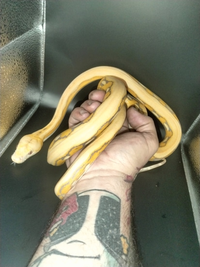 Mochino Platinum Tiger Reticulated Python by The Ivory Connection