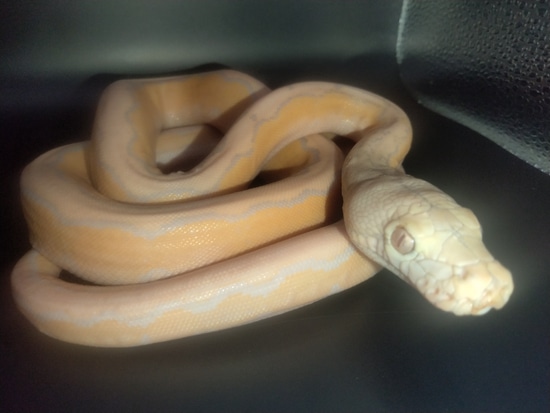 2023 Male Lavander Albino Motley Platinum Reticulated Python by The ...