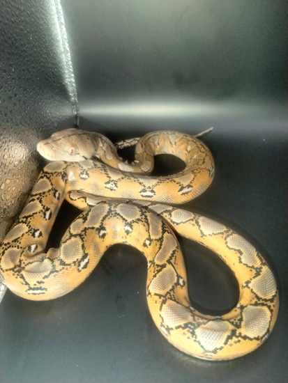 Platinum Reticulated Python by The Ivory Connection