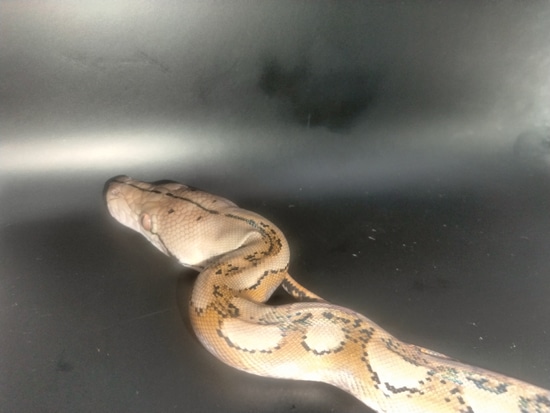 Platinum Reticulated Python by The Ivory Connection