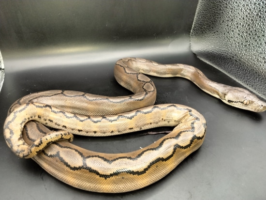 Citron Motley Reticulated Python by The Ivory Connection