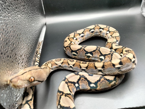 Normal Reticulated Python by The Ivory Connection