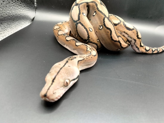 Motley Reticulated Python by The Ivory Connection