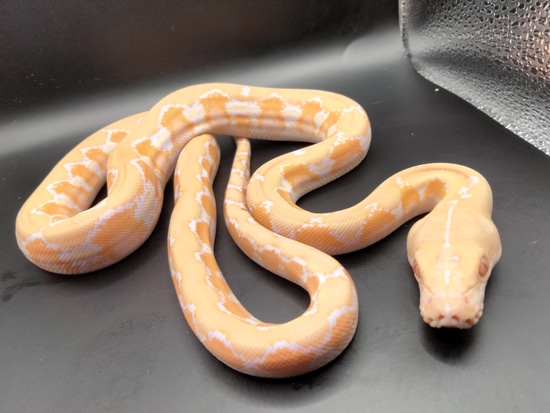White Albino Reticulated Python by The Ivory Connection