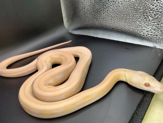 Lavander Albino Platty Tiger Reticulated Python by The Ivory Connection