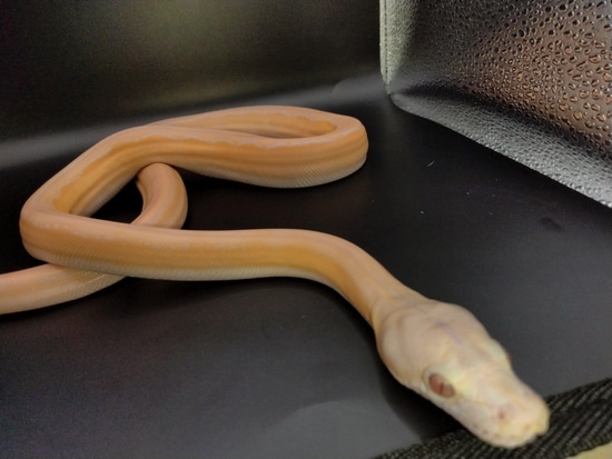 Lavander Motley Platinum Tiger Reticulated Python by The Ivory Connection