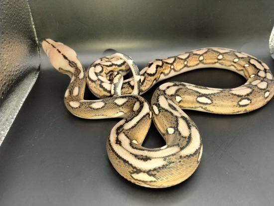 Citron Motley Tiger Reticulated Python by The Ivory Connection