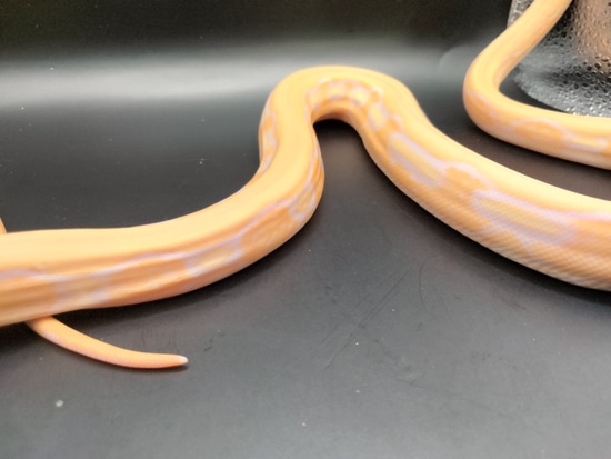 Lavander Albino Tiger Reticulated Python by The Ivory Connection