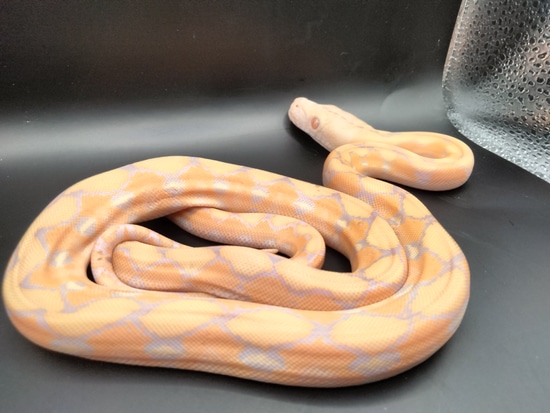 Lavander Albino Platinum Reticulated Python by The Ivory Connection