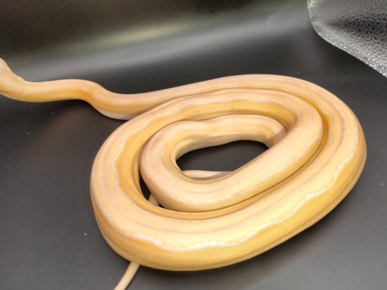 Albino Motley Platinum Tiger Reticulated Python by The Ivory Connection