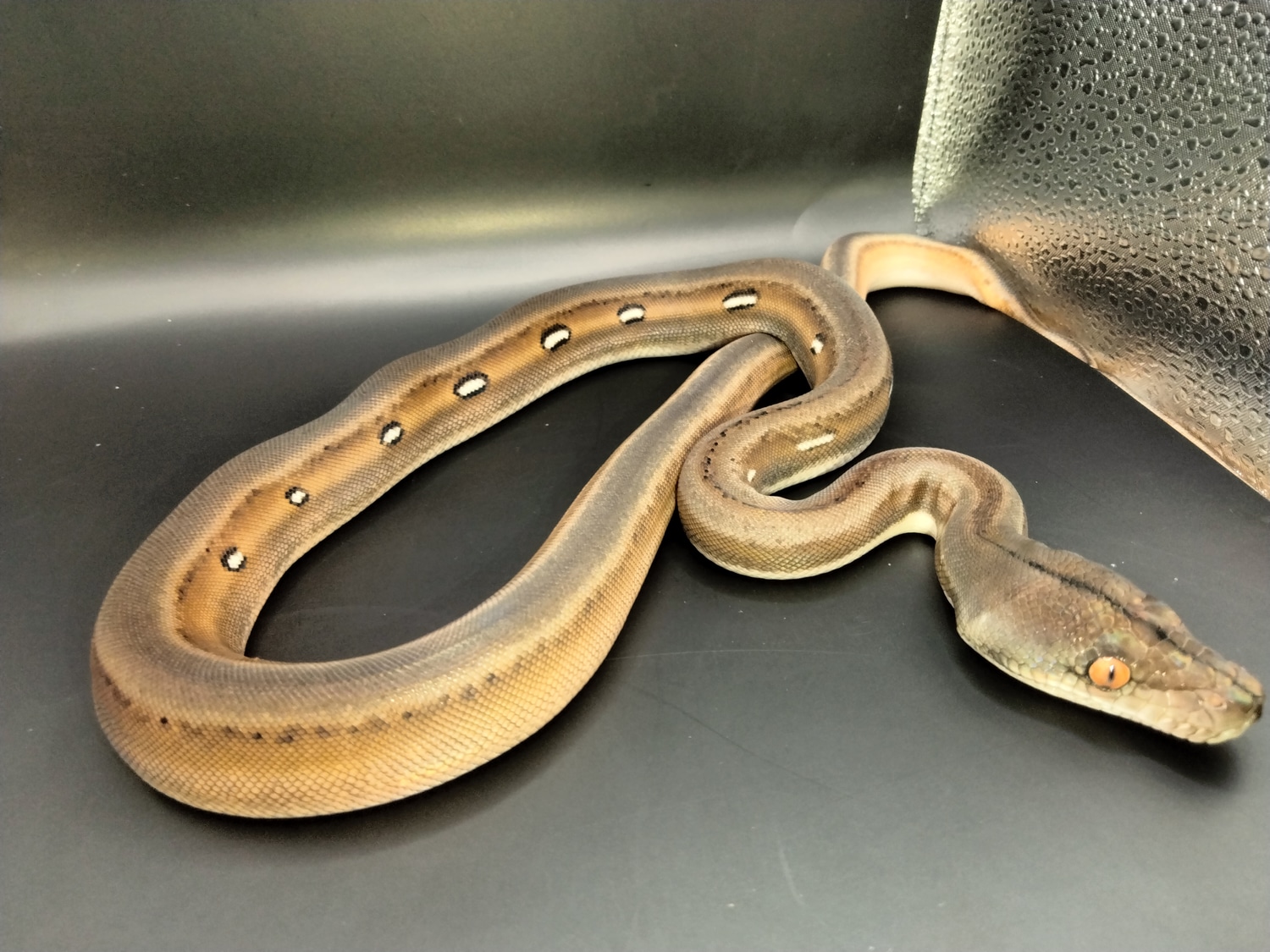 Titanium Motley Tiger Reticulated Python by The Ivory Connection ...