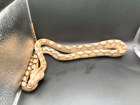 Platinum Citron Reticulated Python by The Ivory Connection